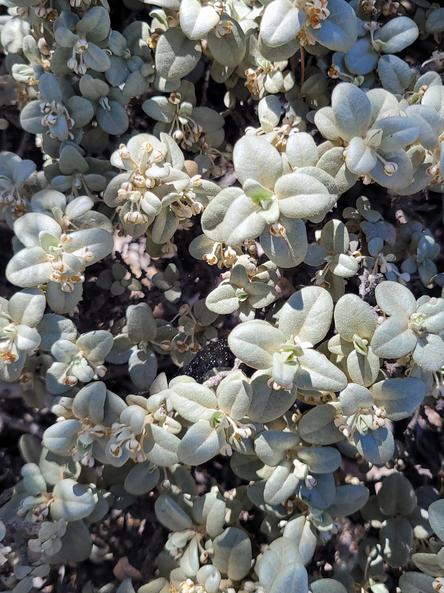 Places | Close to the Ground: Living Inductively